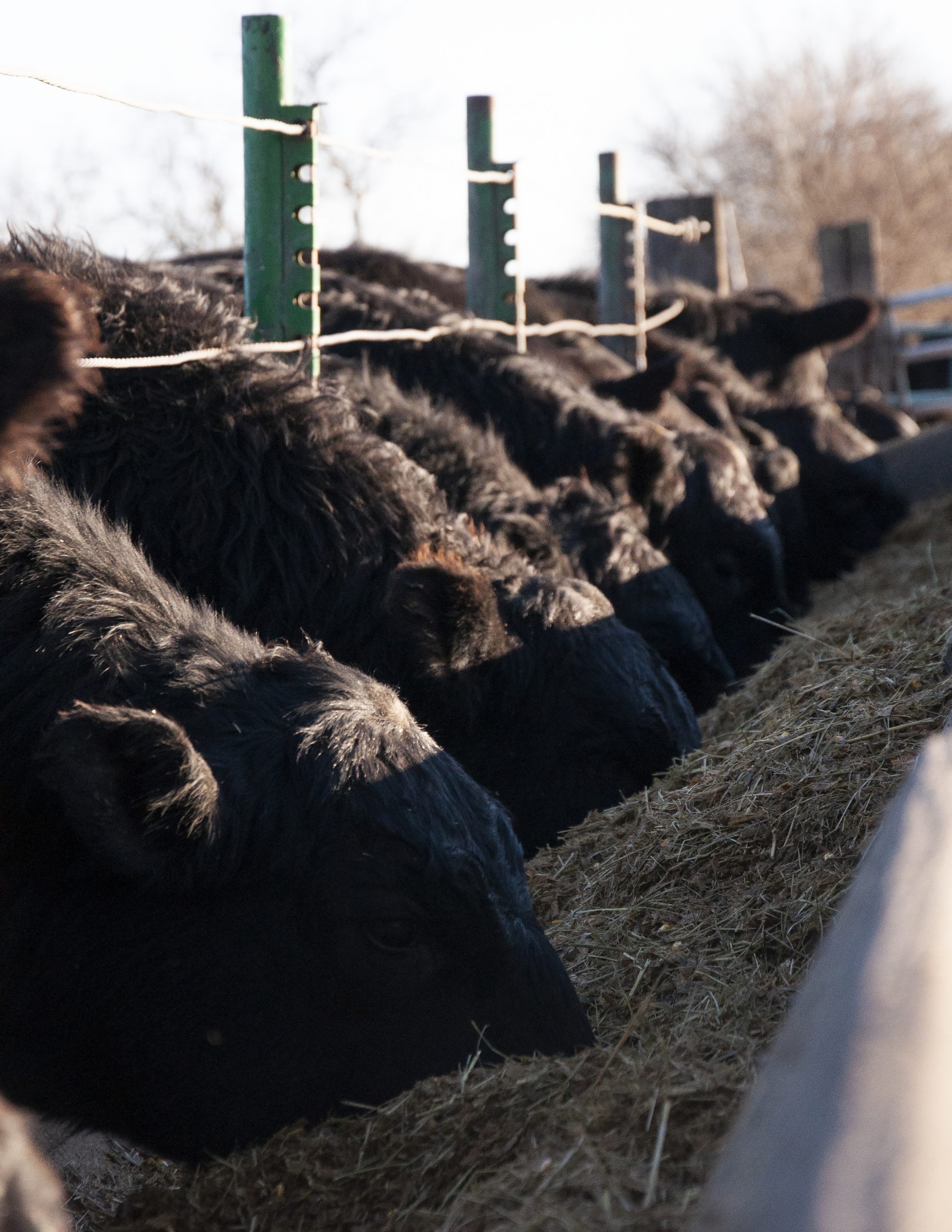 Sunnyhill Angus Farm | Generations of Genetics